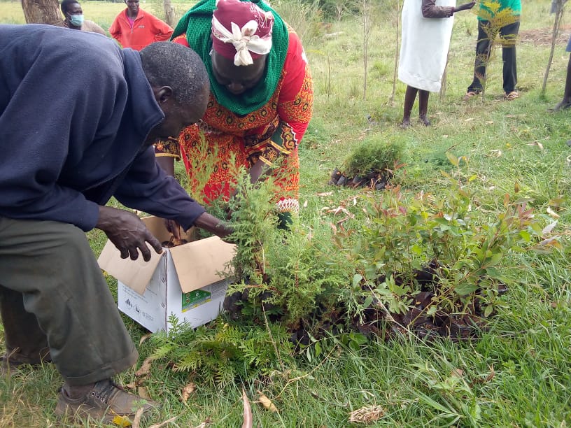 Tree Planting: Distribution and Replanting | EPTF